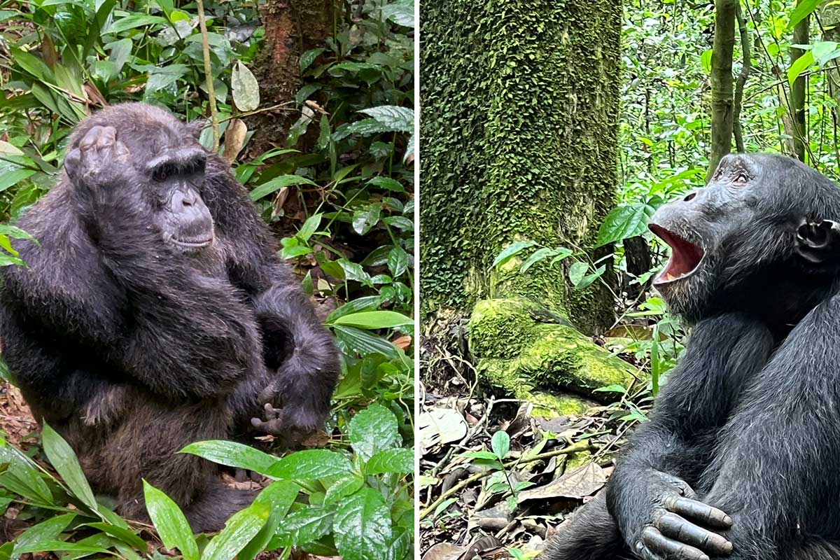 Unveiling Nature's Wonders: Gorilla and Chimp Tracking in Uganda & Rwanda